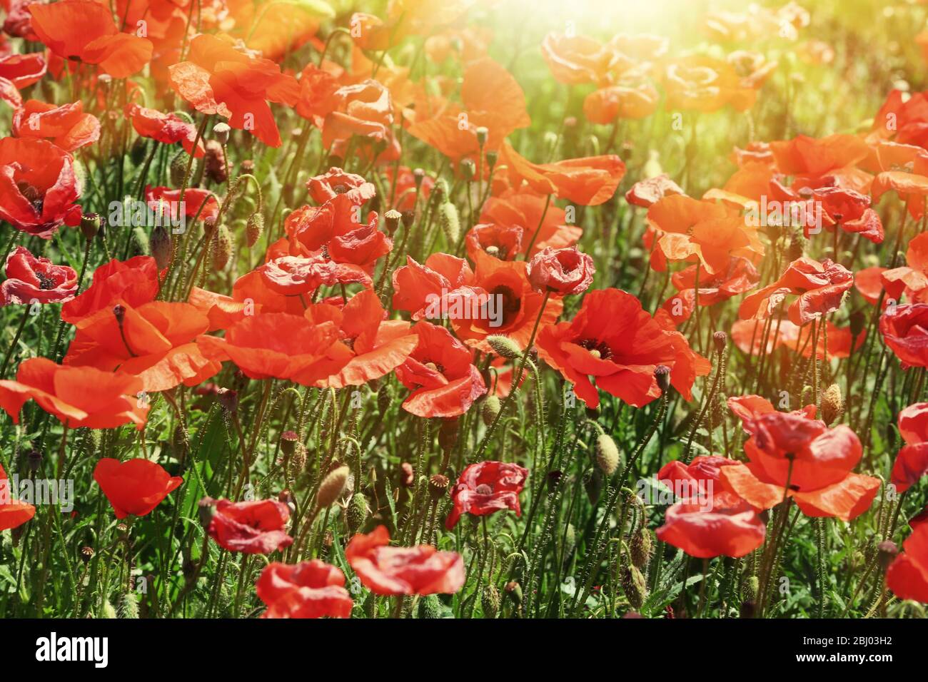 Poppy field background Stock Photo - Alamy
