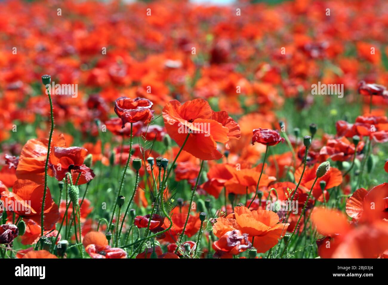 Poppy field background Stock Photo - Alamy