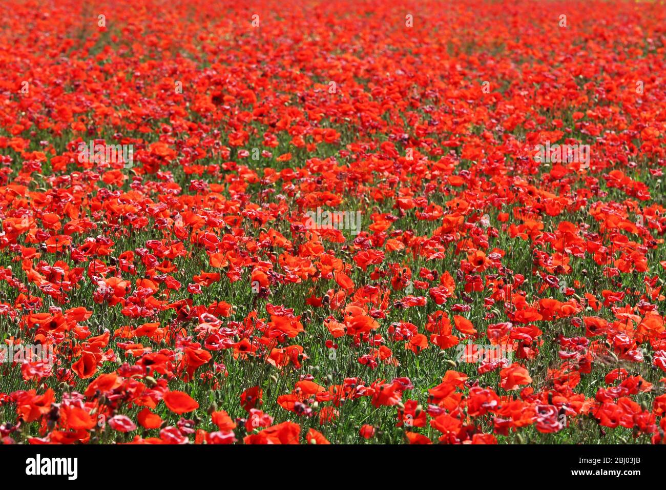 Poppy field background Stock Photo - Alamy