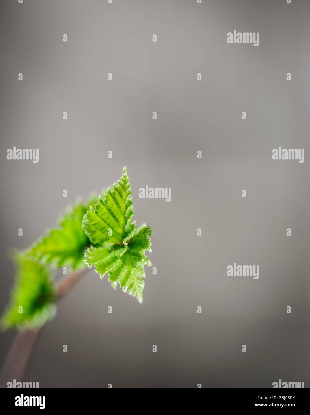 New spring fresh leaves and branches background. New life or start new ...