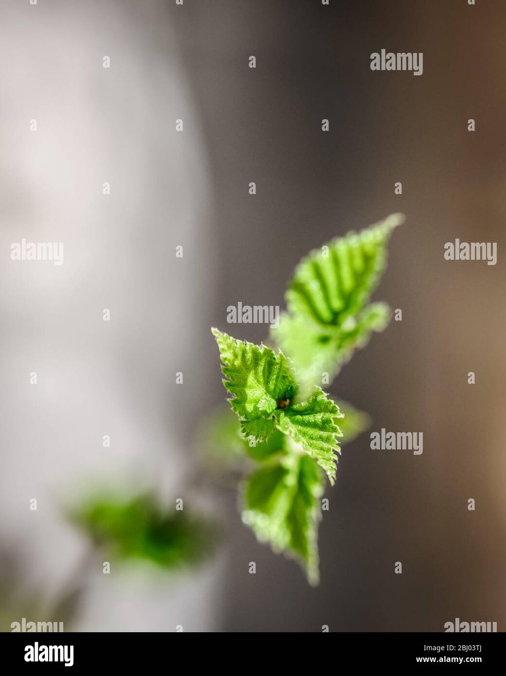 Young small tree in spring with first leaves hi-res stock photography ...