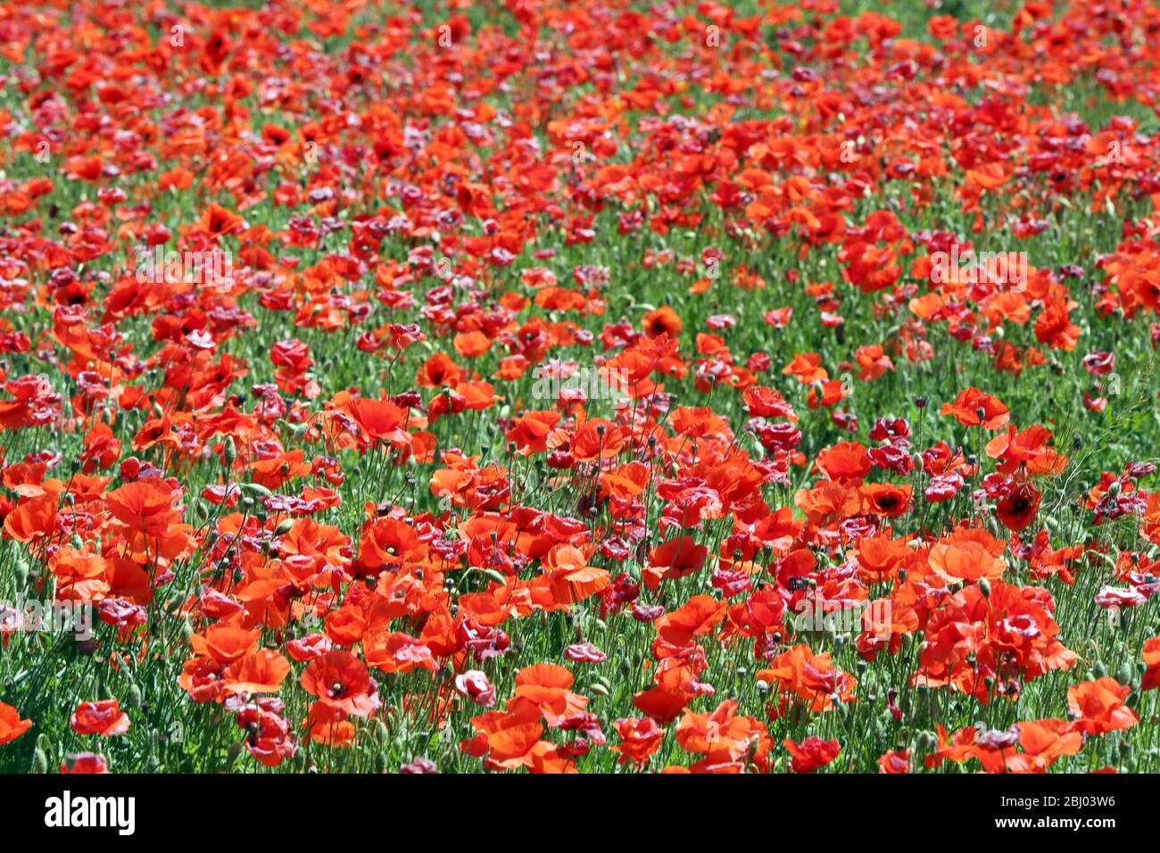 Poppy field background Stock Photo - Alamy