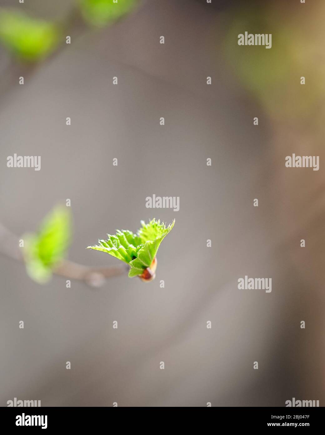 New spring fresh leaves and branches background Stock Photo - Alamy