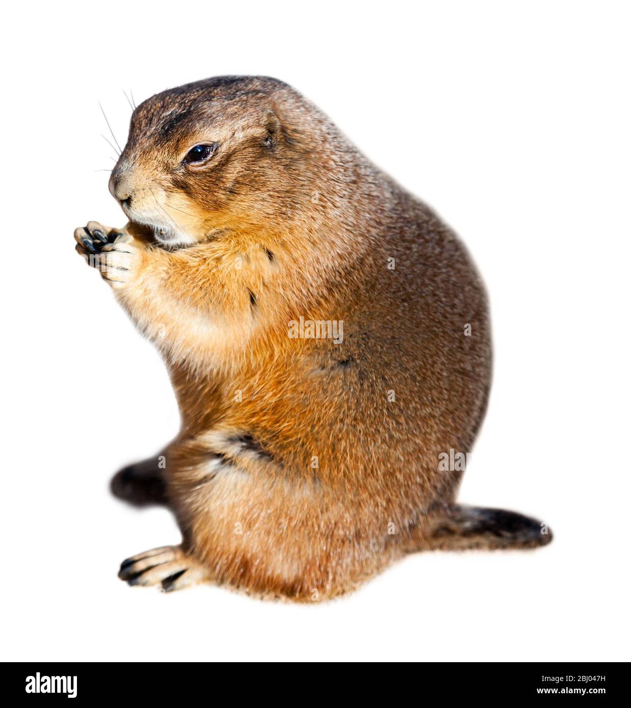 Are Prairie Dogs Mier Cat