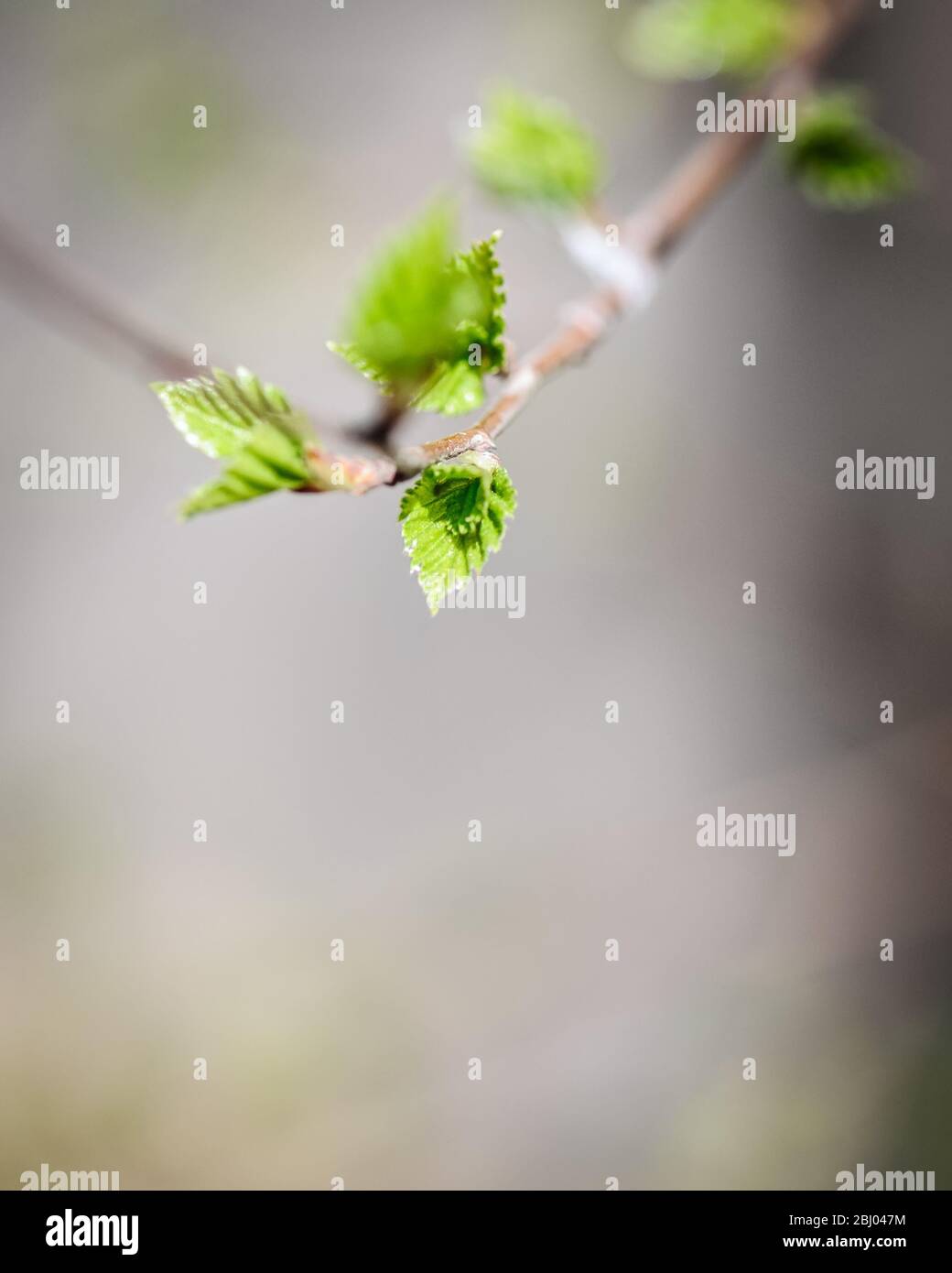 New spring fresh leaves and branches background. New life or start new ...