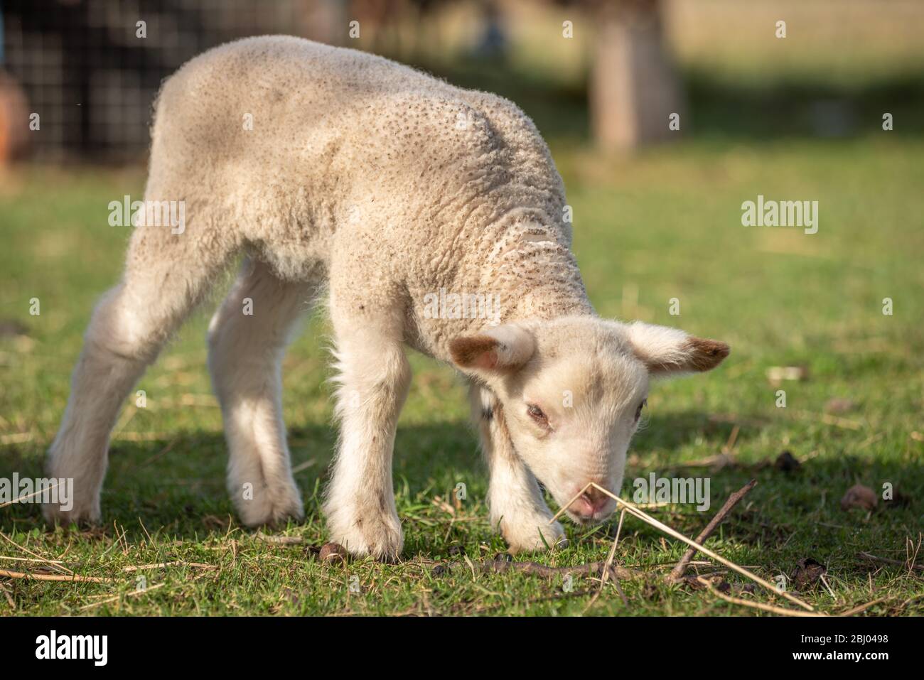 French country sheep hi-res stock photography and images - Alamy