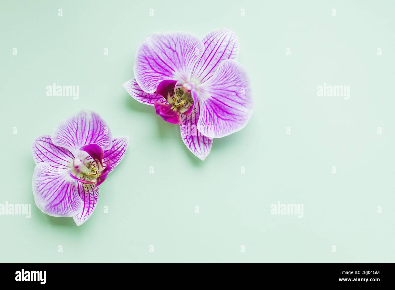 Beautiful tropical orchid flowers on green soft background. Flat lay ...