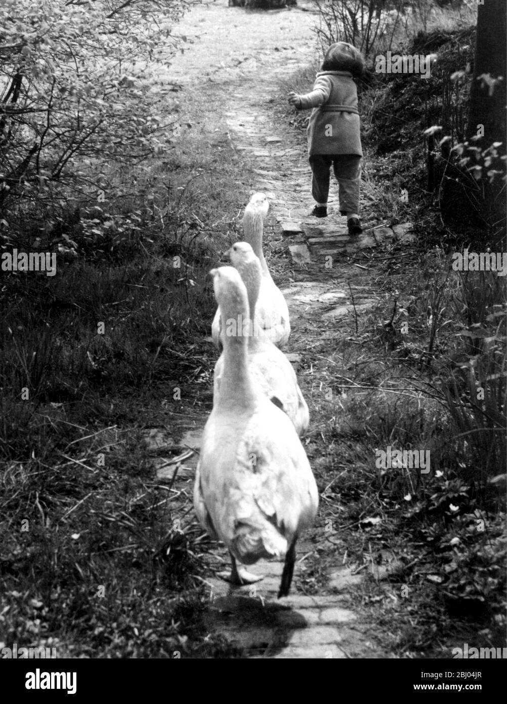 Wild goose chase! Stock Photo - Alamy