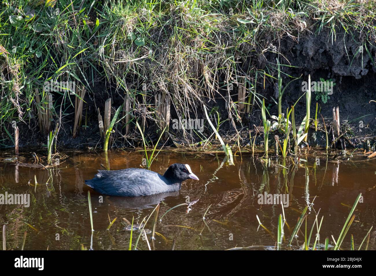 Common Coot - Fulica atra, special black water bird from European ...