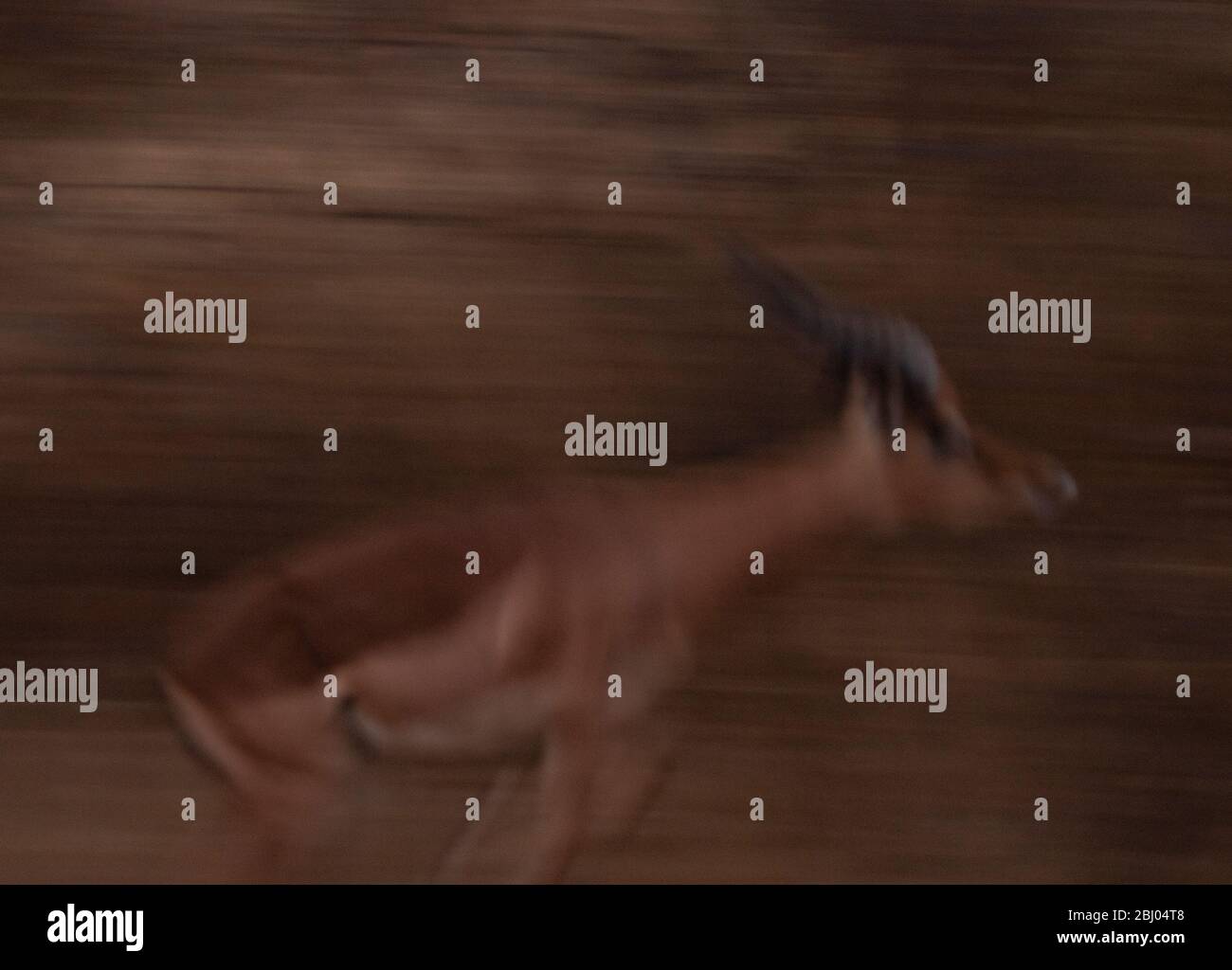 Impala Running Blur High Resolution Stock Photography and Images - Alamy