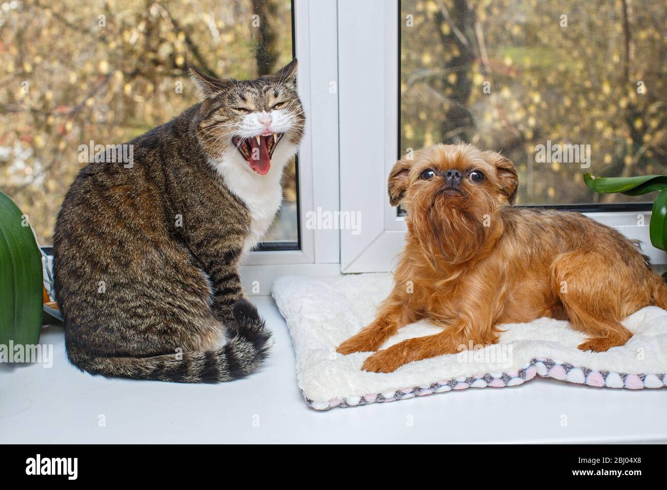 Grey cat and a Brussels Griffon dog sit on the windowsill Stock Photo ...