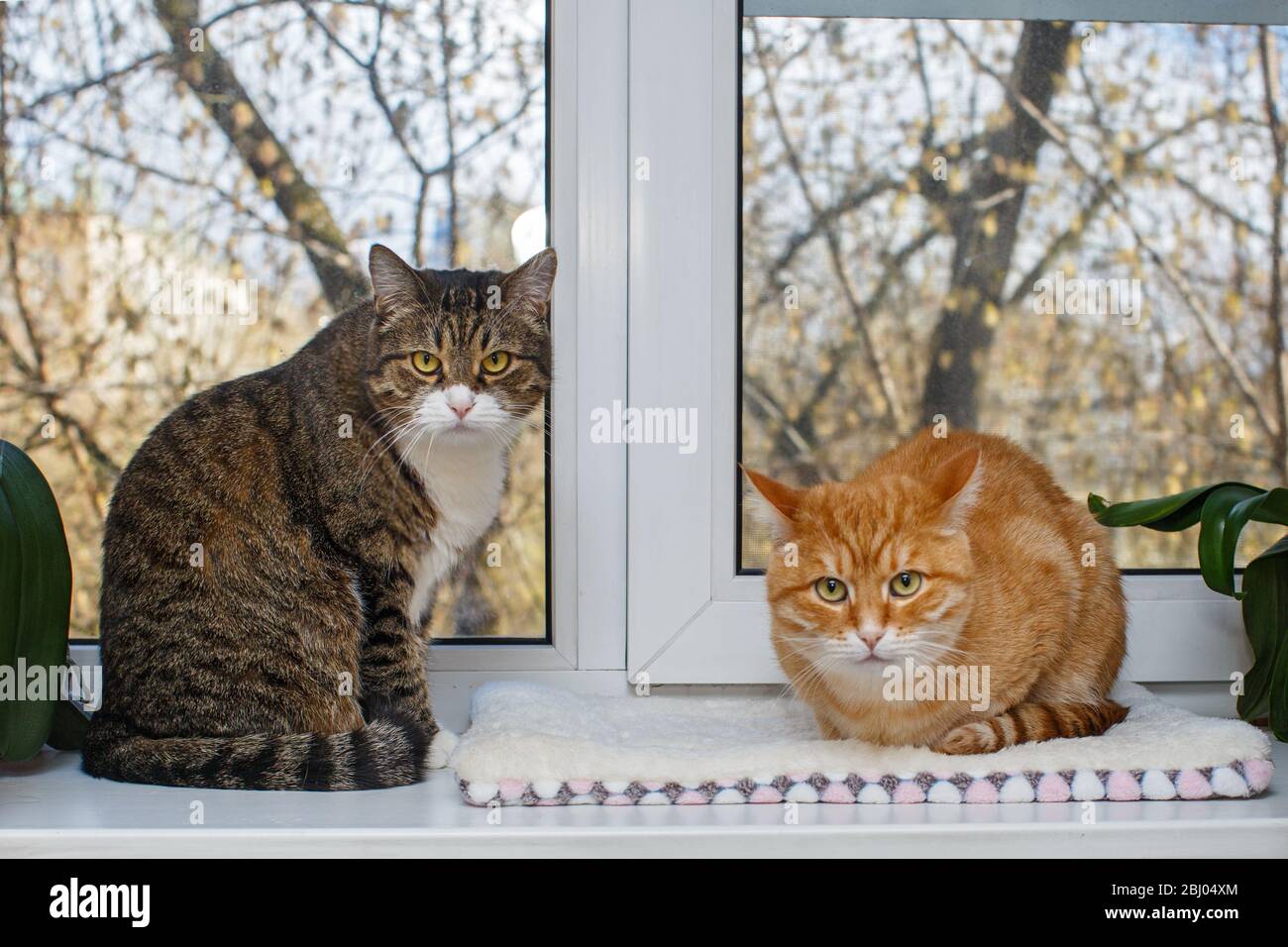 Red and gray cat sit together on the windowsill in spring Stock Photo ...