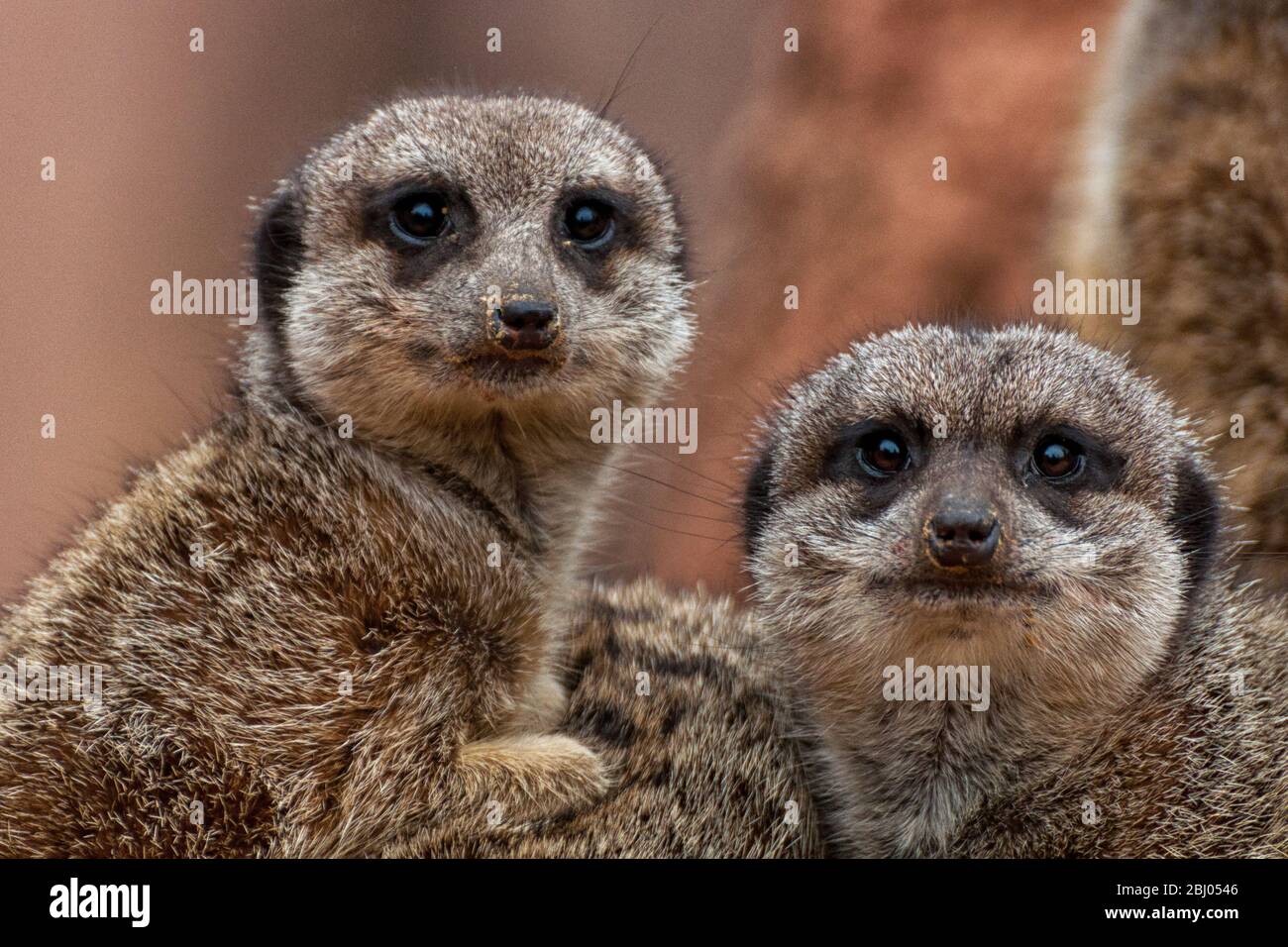 Cute meerkats hi-res stock photography and images - Alamy