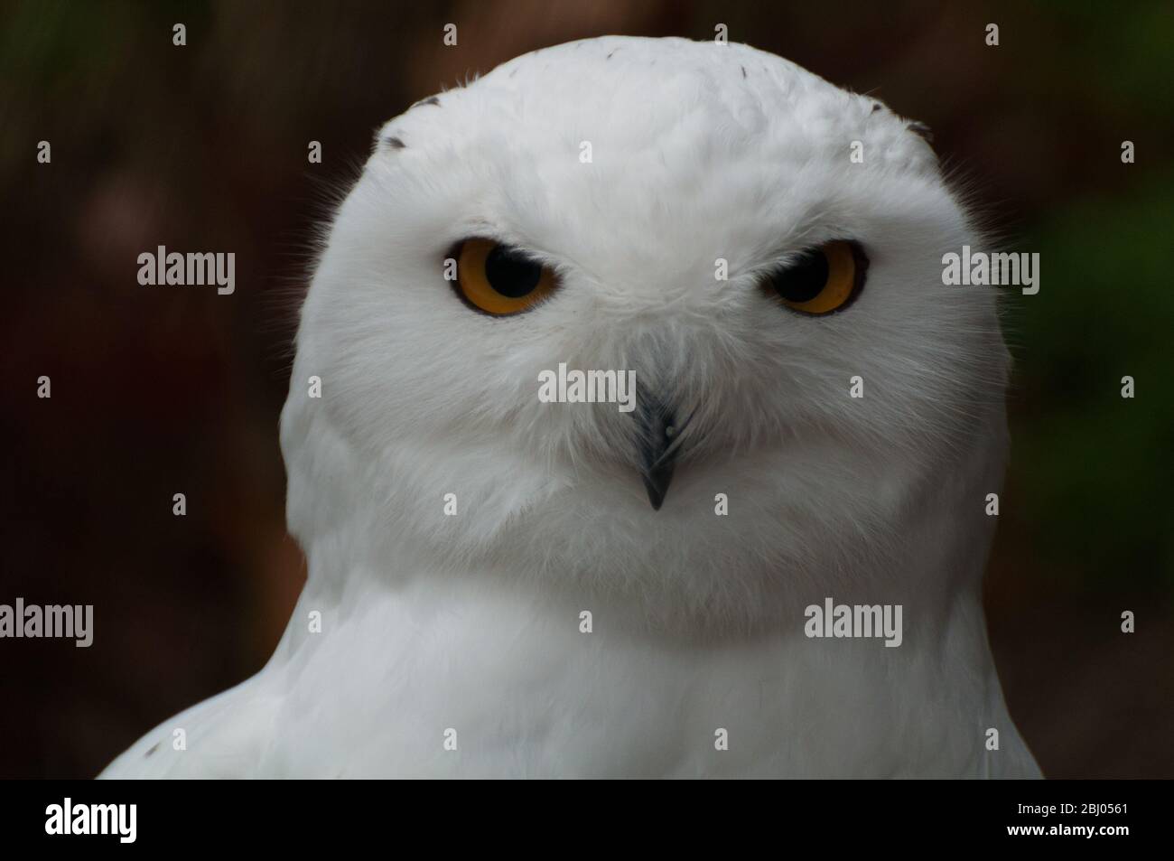 The head of a white snowy owl Stock Photo - Alamy