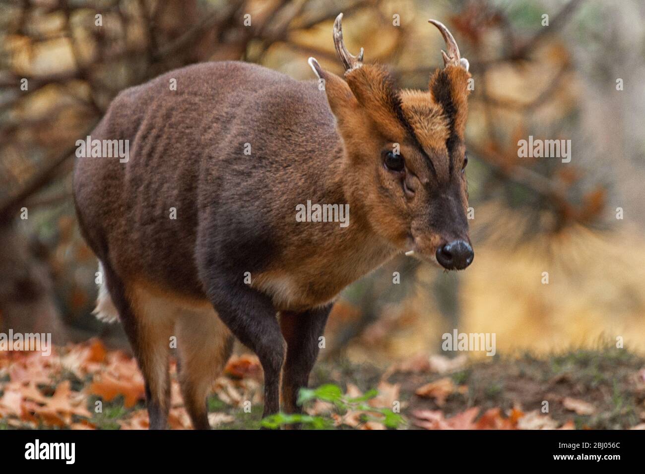 Indian muntjak hi-res stock photography and images - Alamy