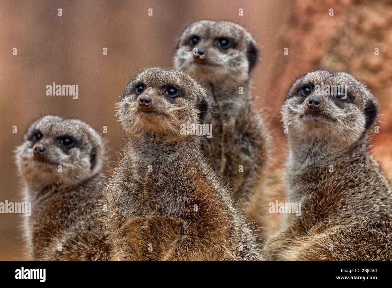 Meerkats At Longleat High Resolution Stock Photography and Images - Alamy