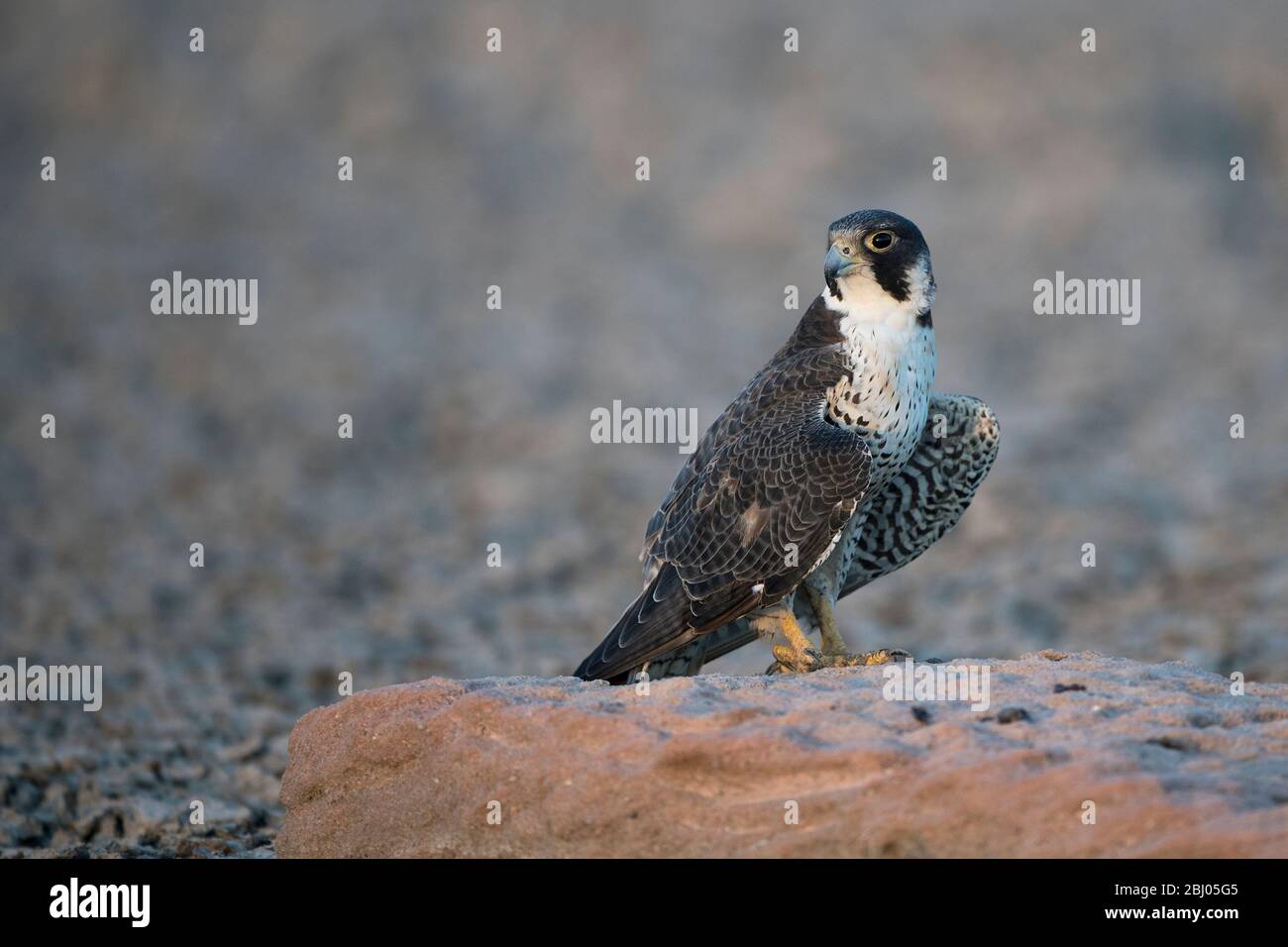 The image of Peregrine Falcon (Falco peregrinus) with kill was taken in ...