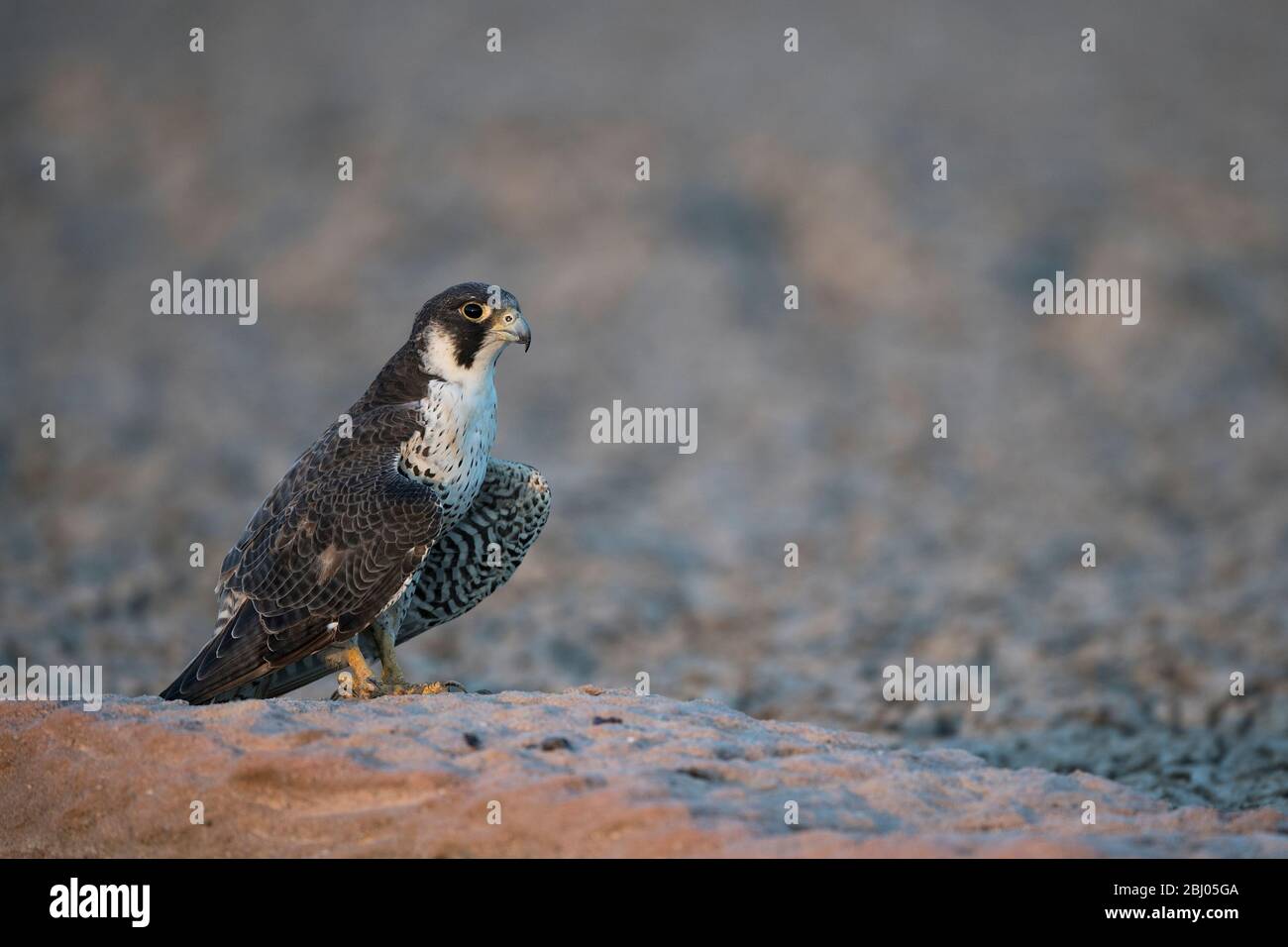 The image of Peregrine Falcon (Falco peregrinus) with kill was taken in ...