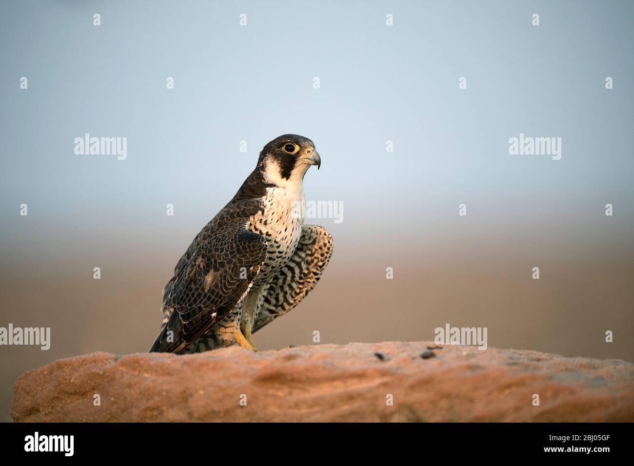 The image of Peregrine Falcon (Falco peregrinus) with kill was taken in ...