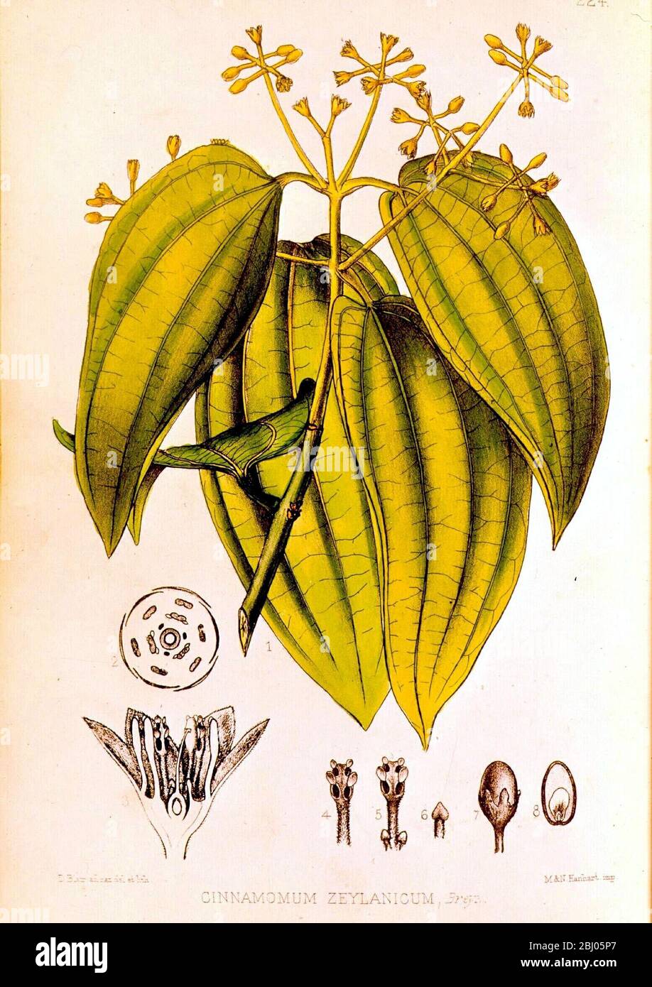 Inner leaf hi-res stock photography and images - Alamy