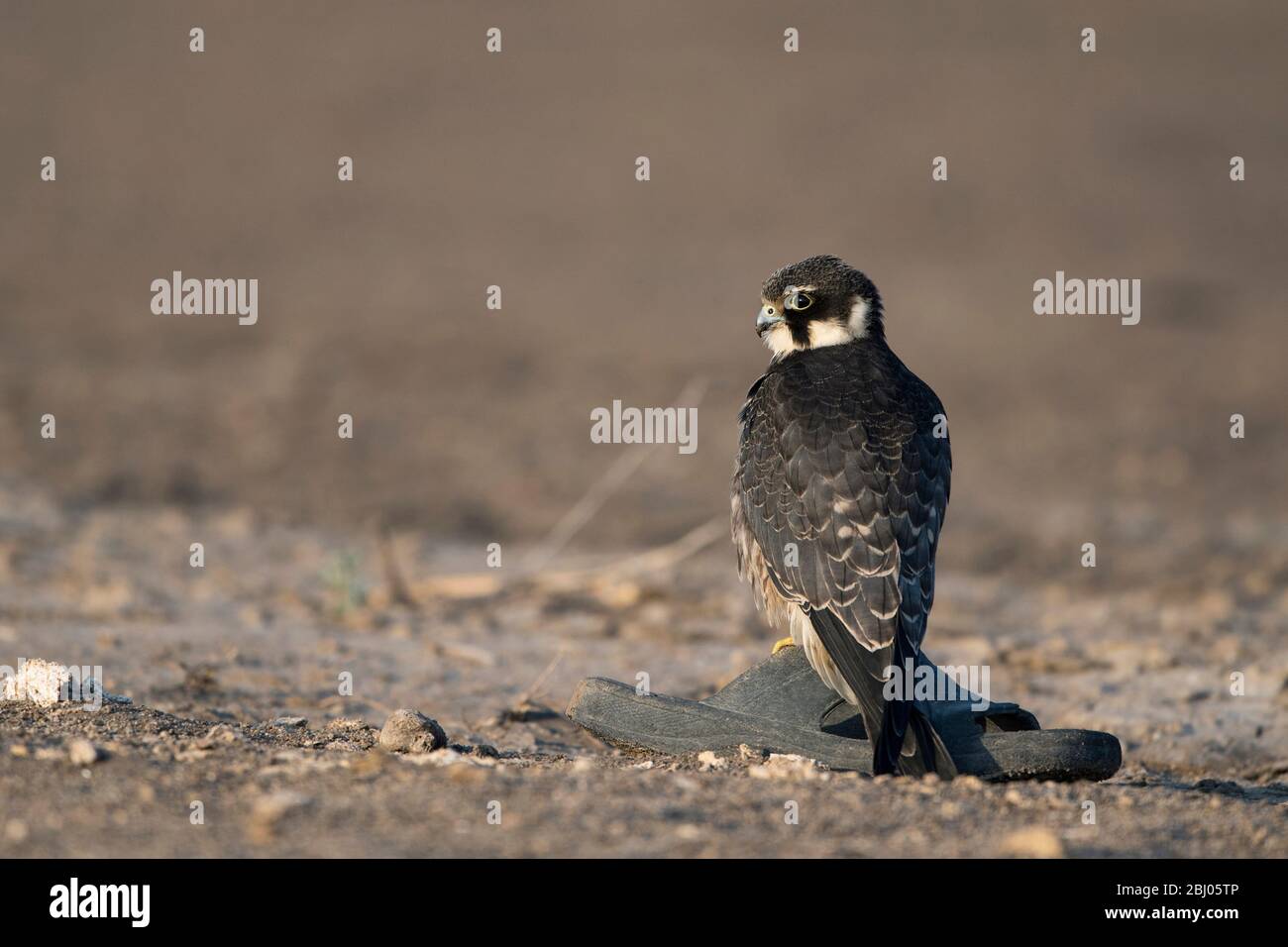 The image of Eurasian hobby (Falco subbuteo) was taken in LRK, Gujarat ...