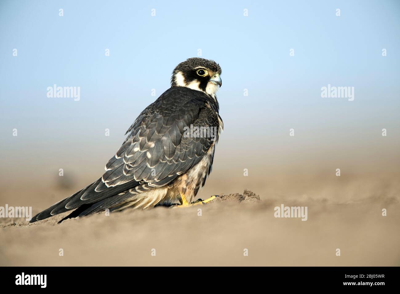 The image of Eurasian hobby (Falco subbuteo) was taken in LRK, Gujarat ...