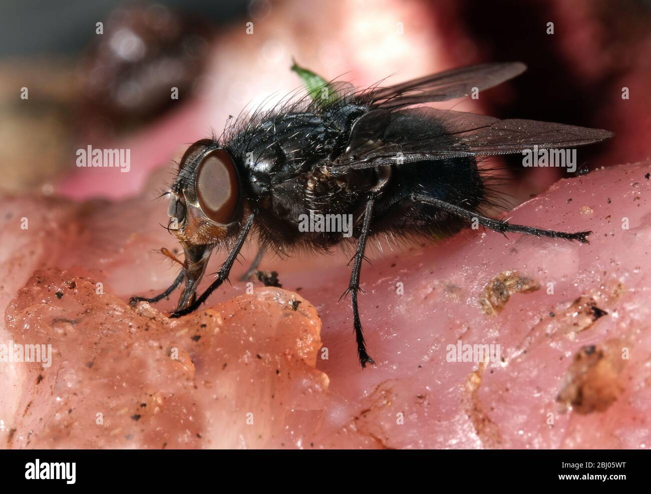 Flies swarm house hi-res stock photography and images - Alamy