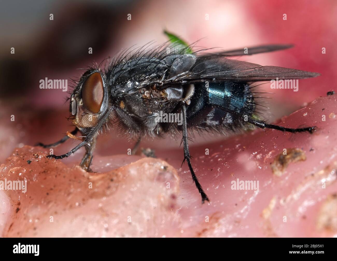The life cycle of a housefly hi-res stock photography and images - Alamy