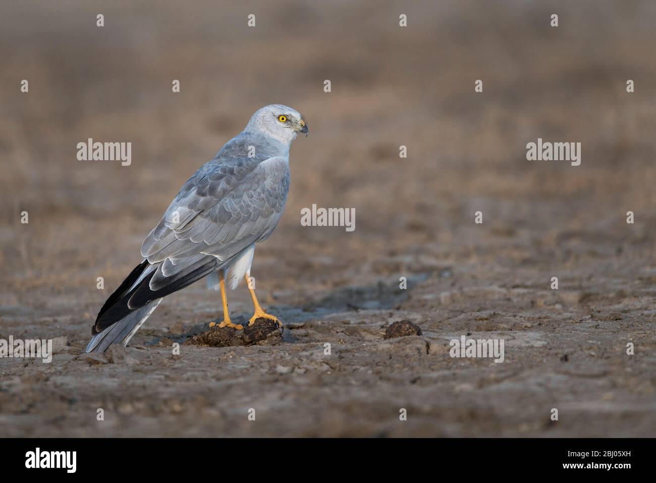 Indian harrier hi-res stock photography and images - Alamy