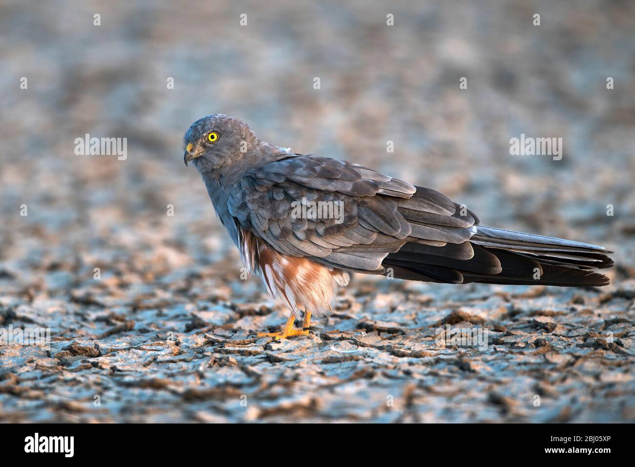 The image of Montagu's harrier (Circus pygargus) was taken in LRK ...