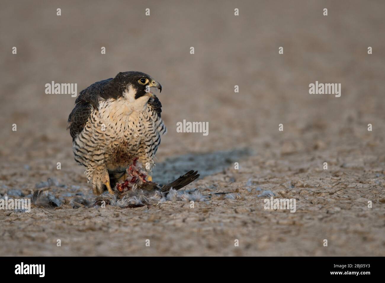 Peregrine falcon falco peregrinus with kill was taken in lrk hi-res ...