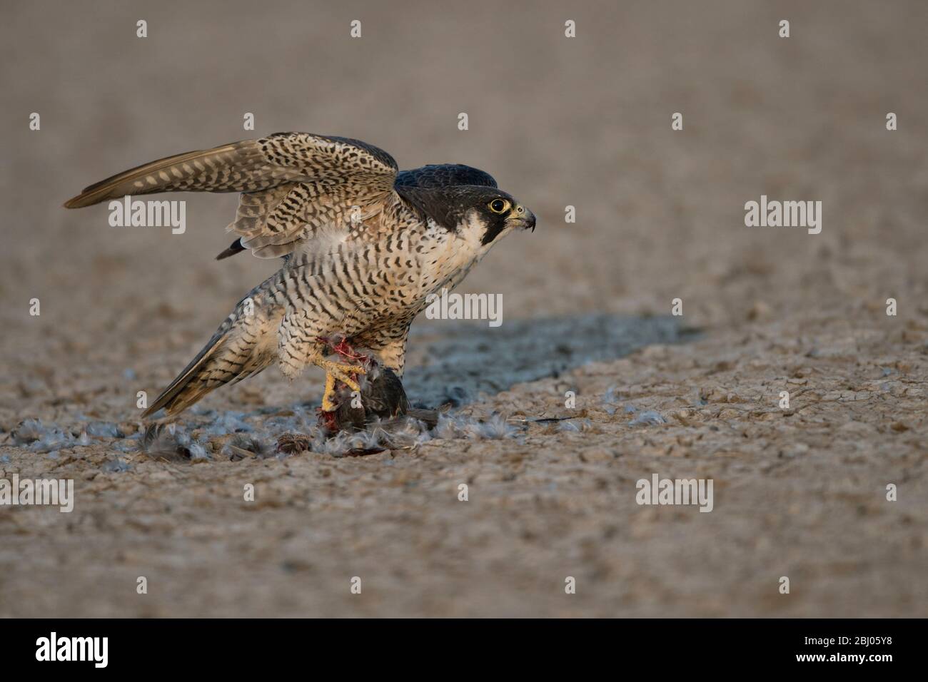 The image of Peregrine Falcon (Falco peregrinus) with kill was taken in ...