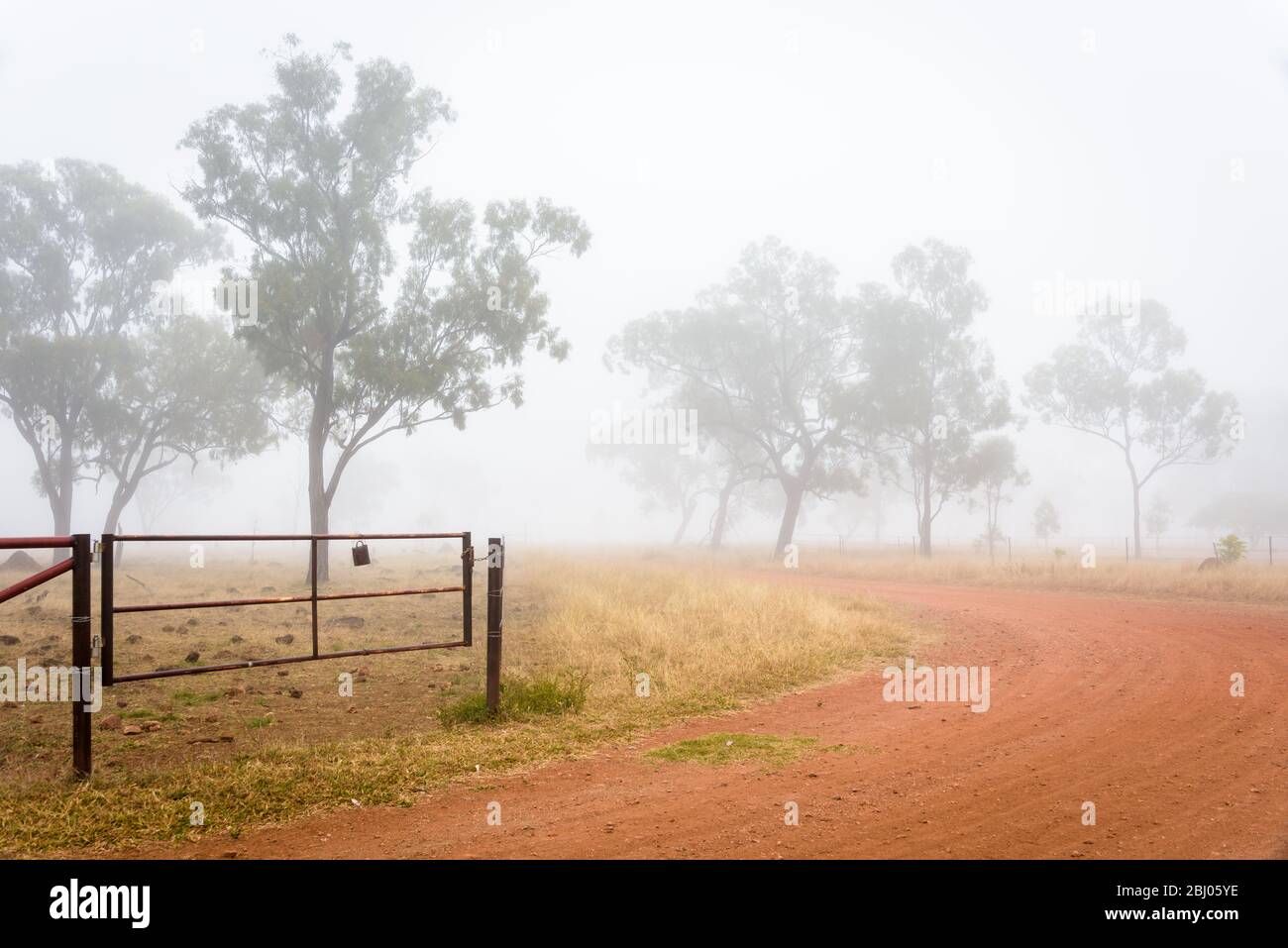 Cattle on outback station in hi-res stock photography and images - Alamy