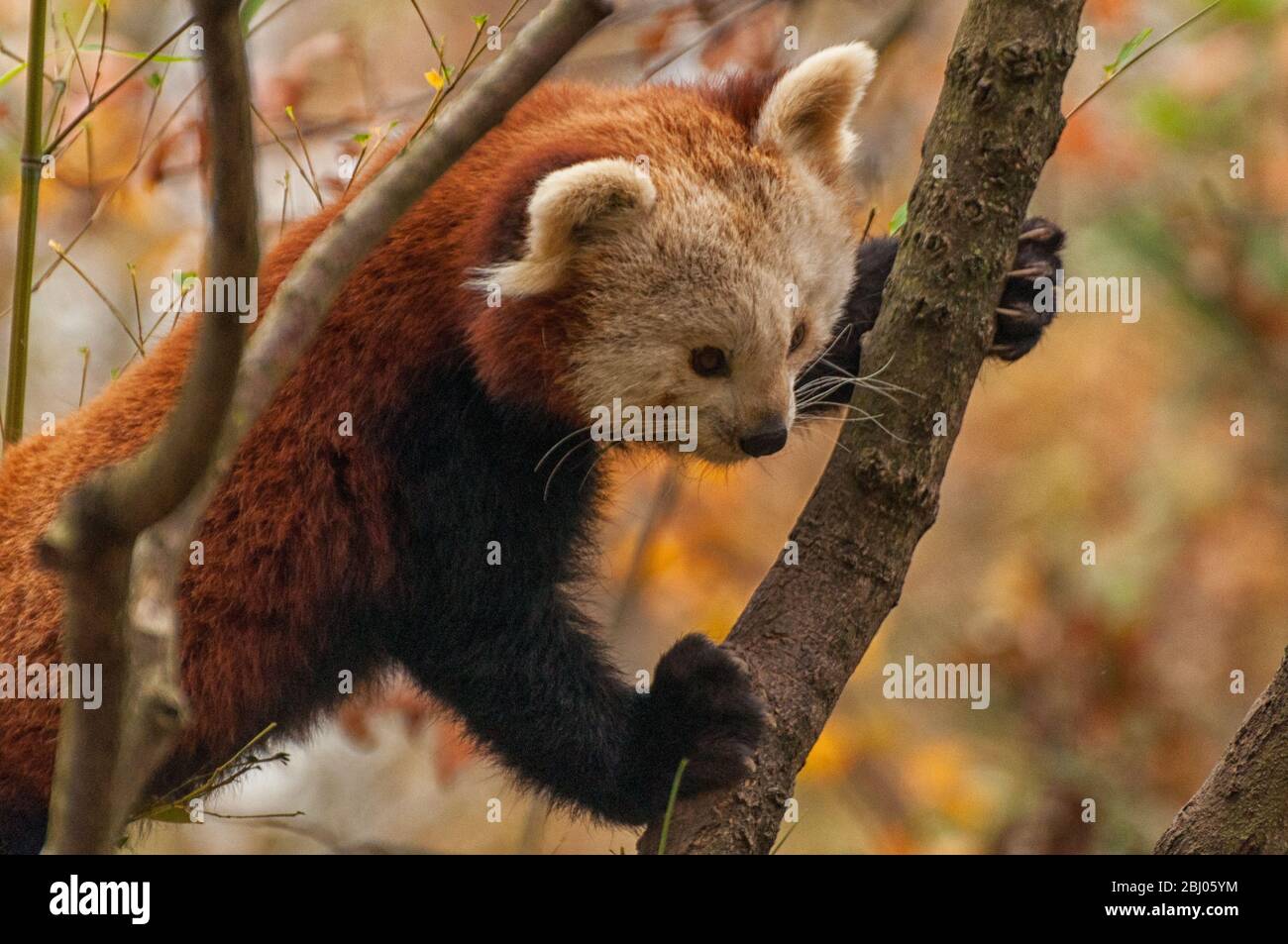 Panda climbs tree chengdu hi-res stock photography and images - Alamy