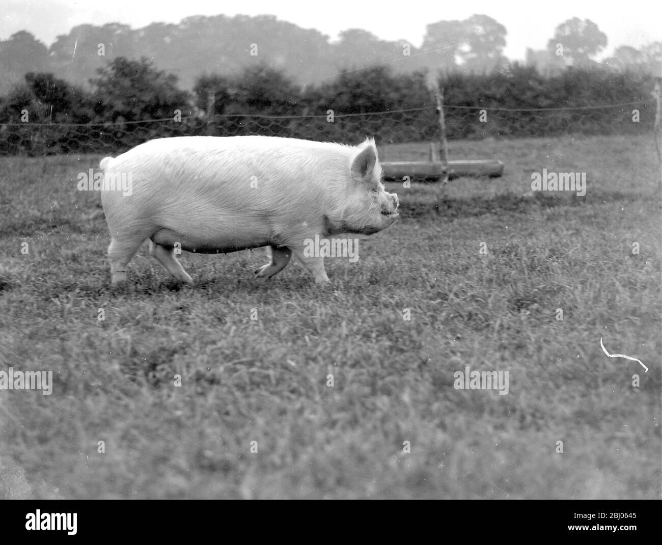 Pig h hi-res stock photography and images - Alamy