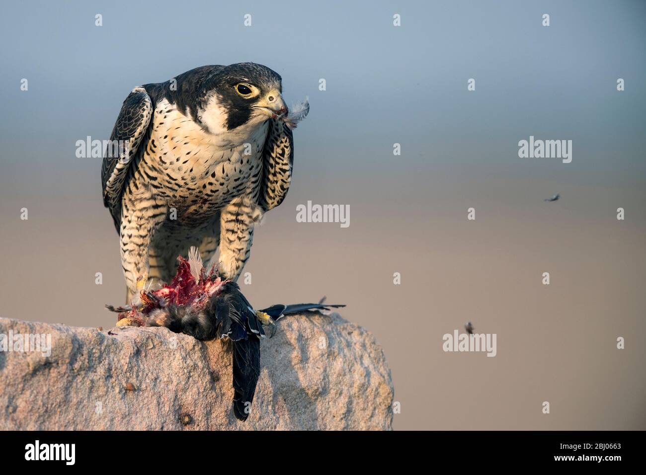 The image of Peregrine Falcon (Falco peregrinus) with kill was taken in ...