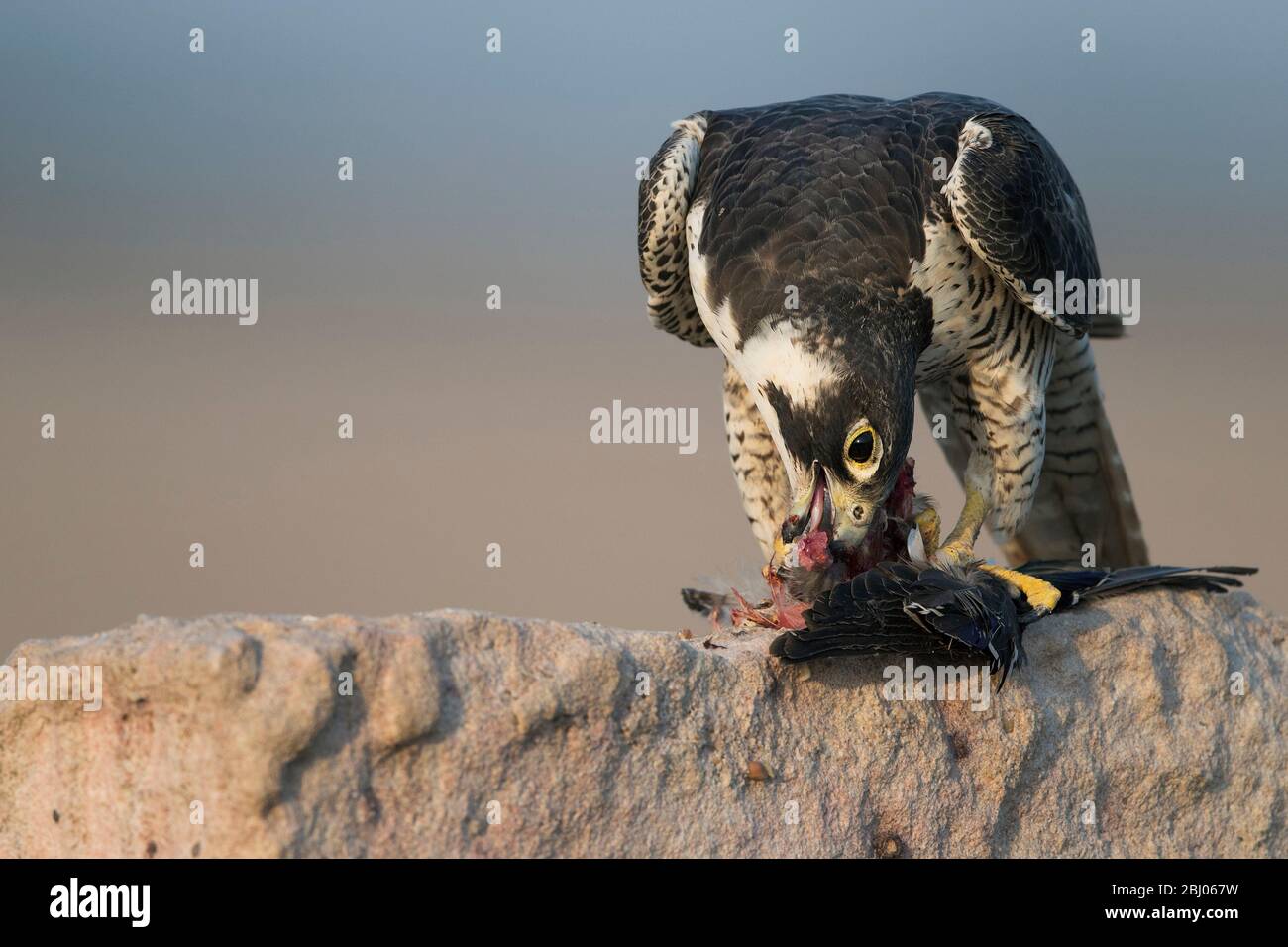 The image of Peregrine Falcon (Falco peregrinus) with kill was taken in ...