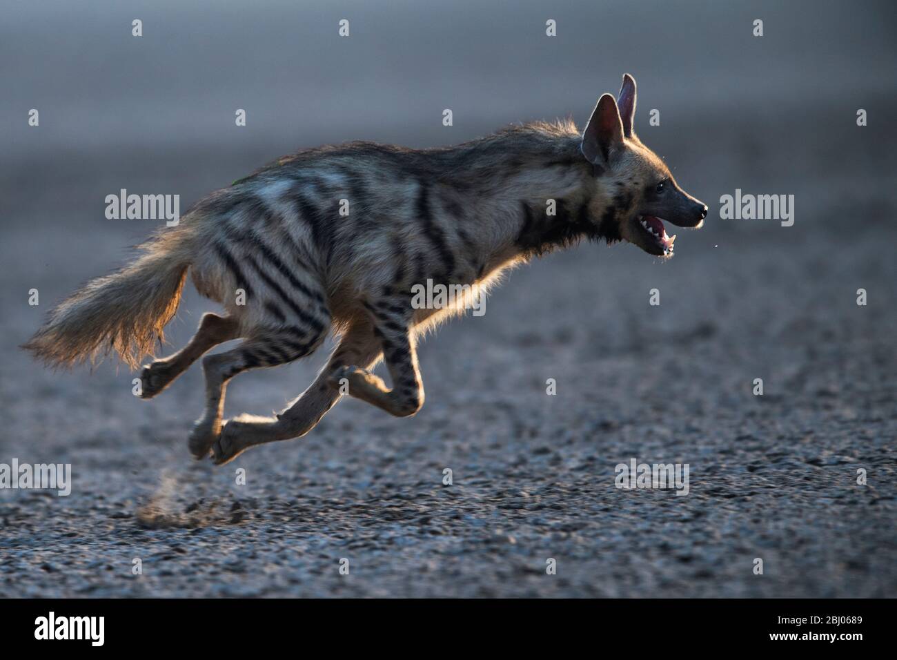 The image of Striped hyena (Hyaena hyaena) was taken in LRK, Gujarat ...