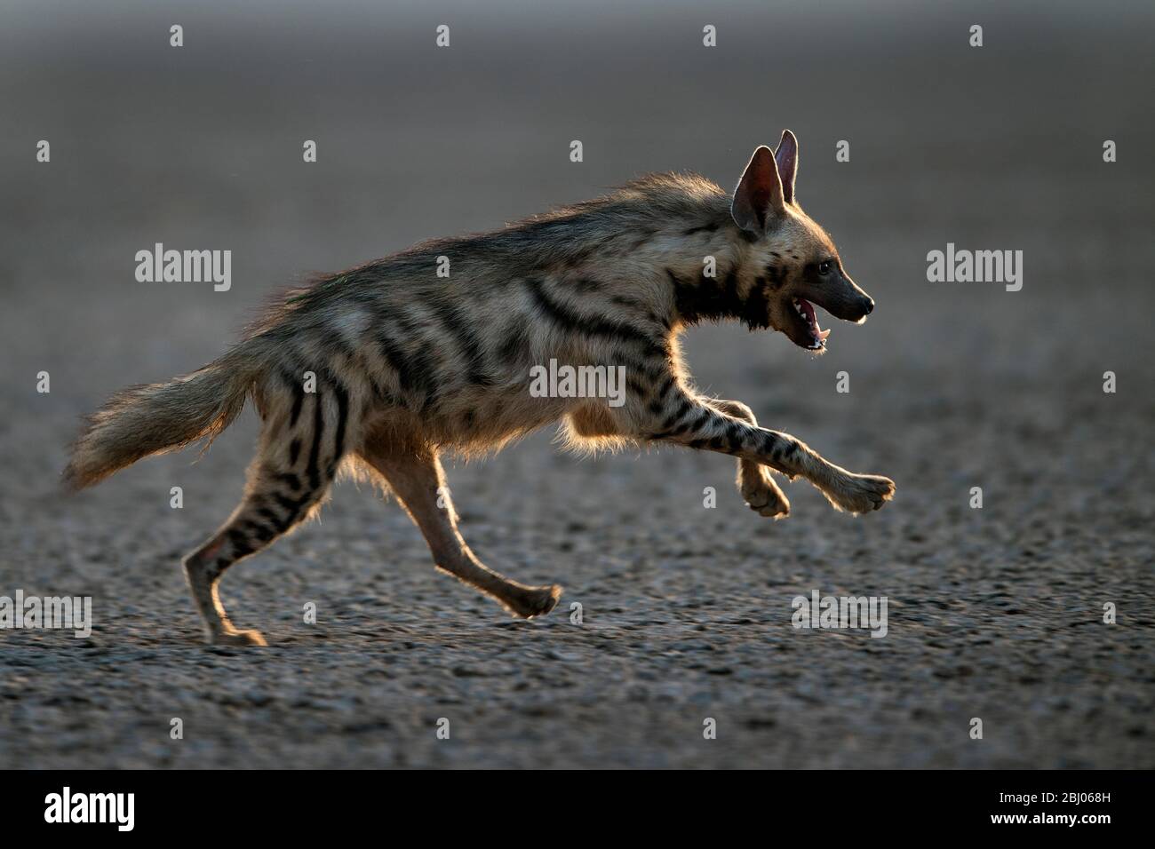 The image of Striped hyena (Hyaena hyaena) was taken in LRK, Gujarat ...