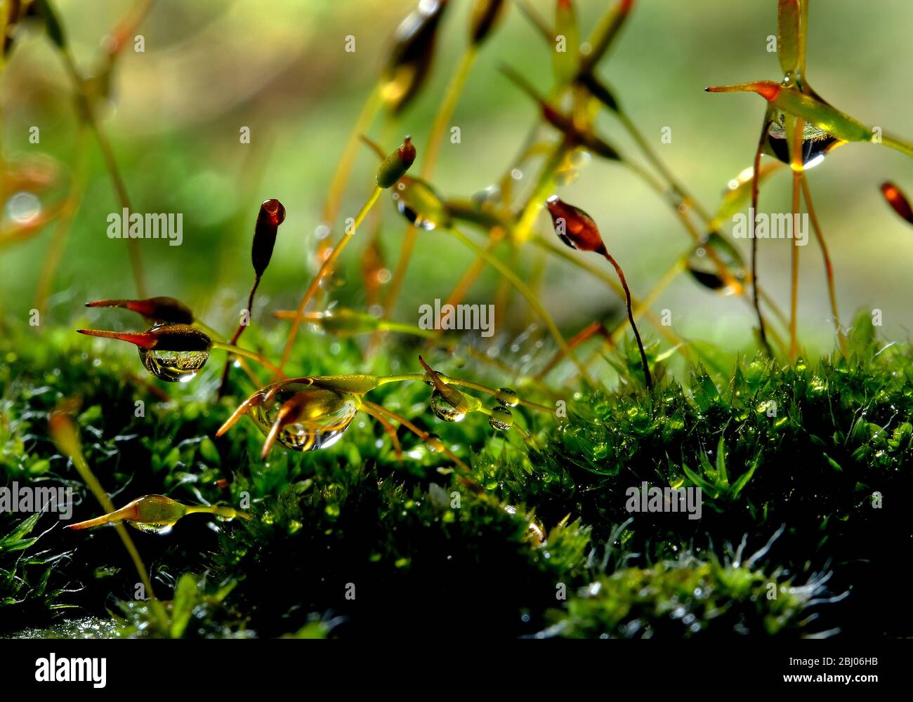 Macro detail of moss growing in a dark damp corner of an urban garden ...