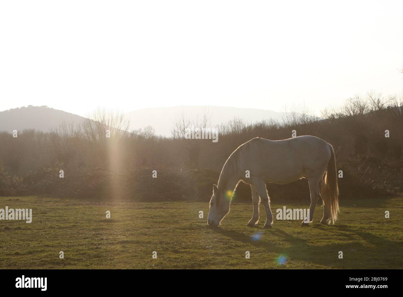 Sunlight horse hi-res stock photography and images - Alamy