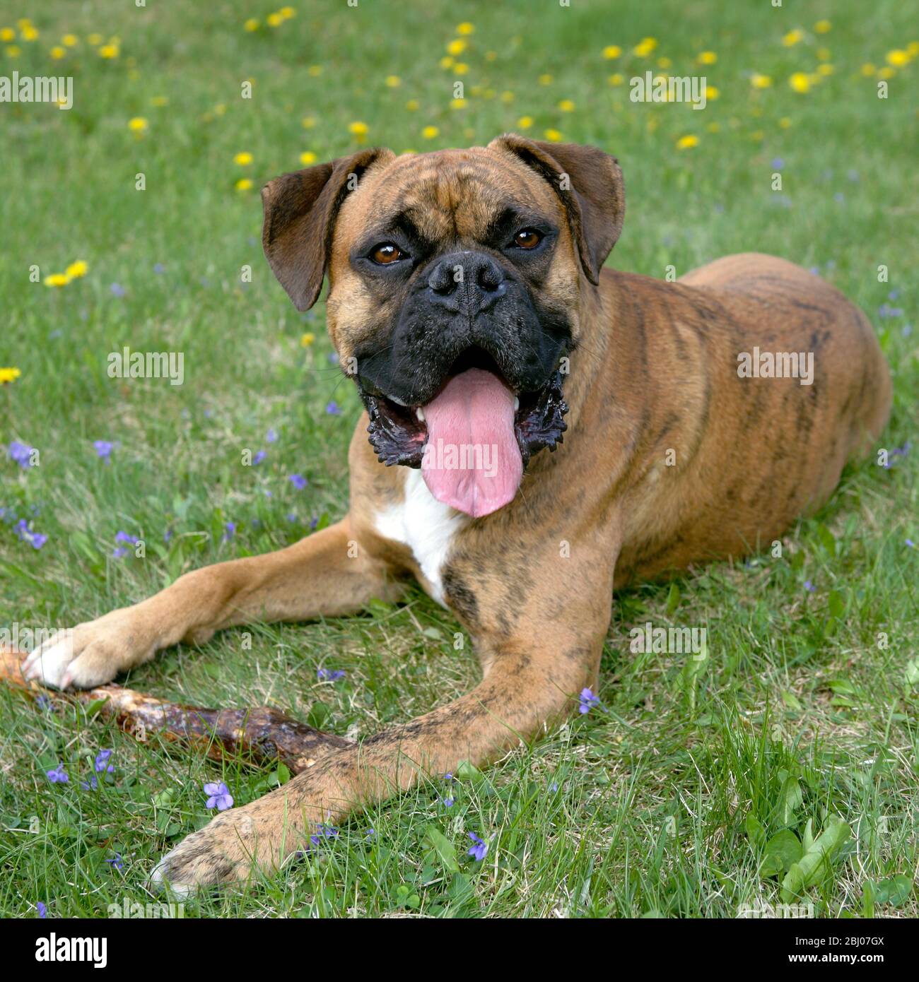 German Boxer Dog with stick toy, lying in meadow of flowers, looking up ...