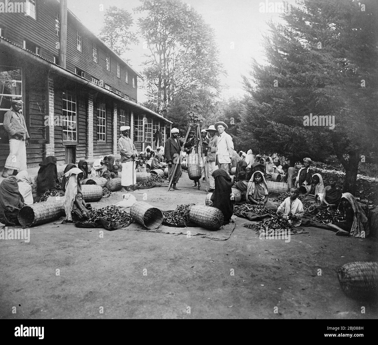 Tea production in sri lanka Black and White Stock Photos & Images - Alamy