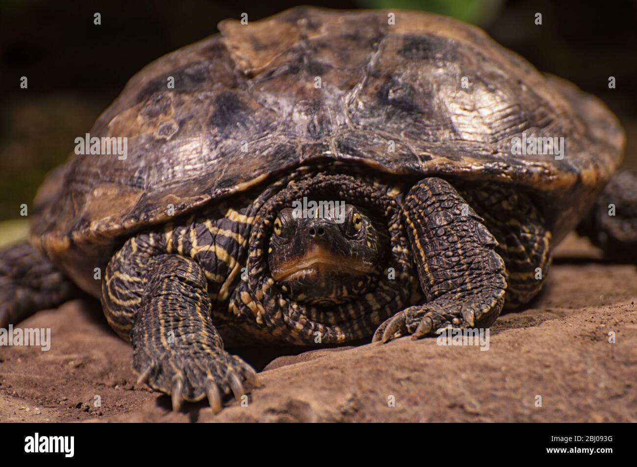 The head of a small water turtle Stock Photo - Alamy