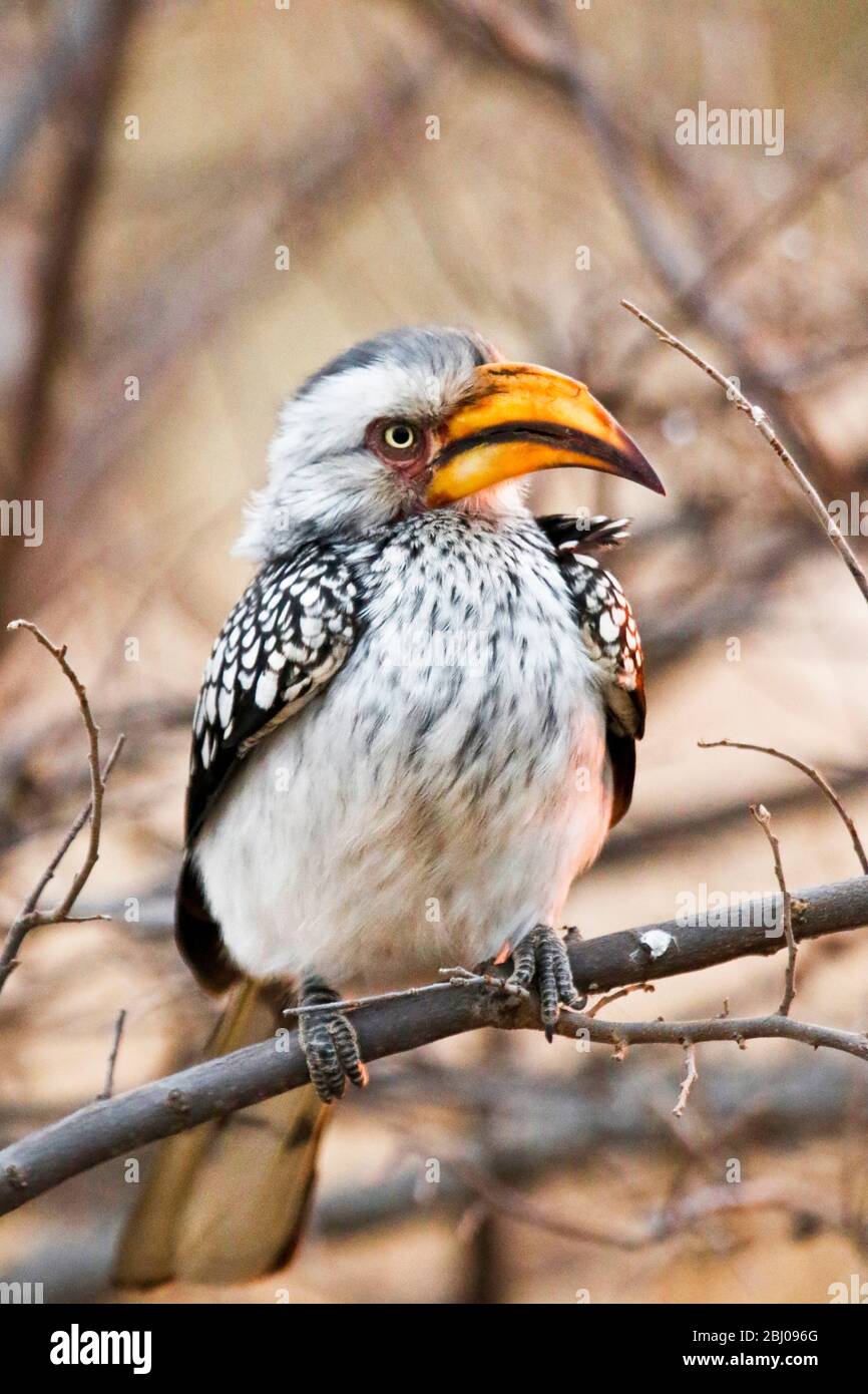 Timbavati bird hi-res stock photography and images - Alamy