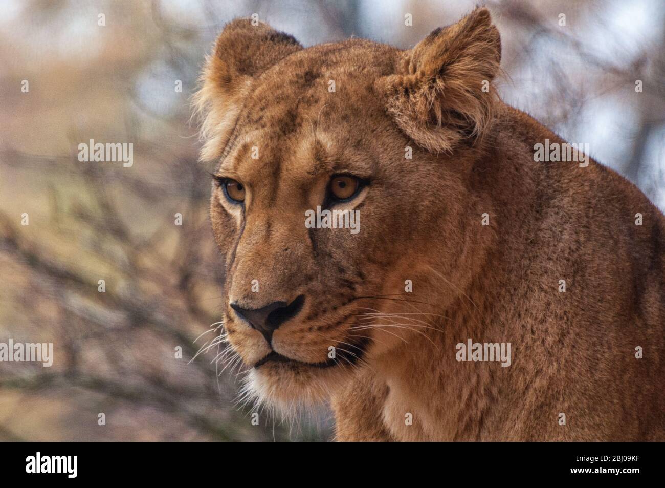 The head of a Berber lion Stock Photo - Alamy