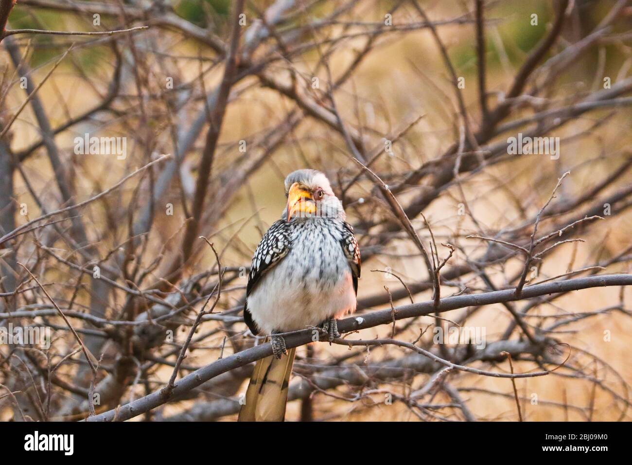 Timbavati bird hi-res stock photography and images - Alamy