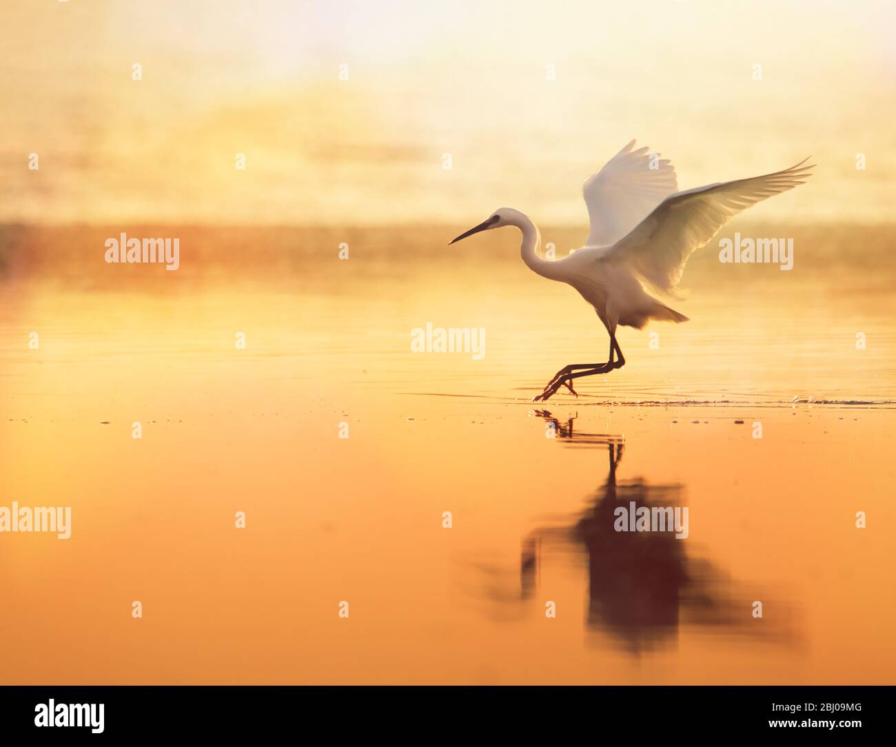Backlit Little Egret, Egretta garzetta, Landing At Sunset On Still ...