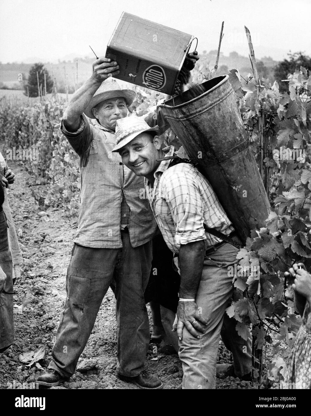 Grape hopper Black and White Stock Photos & Images - Alamy