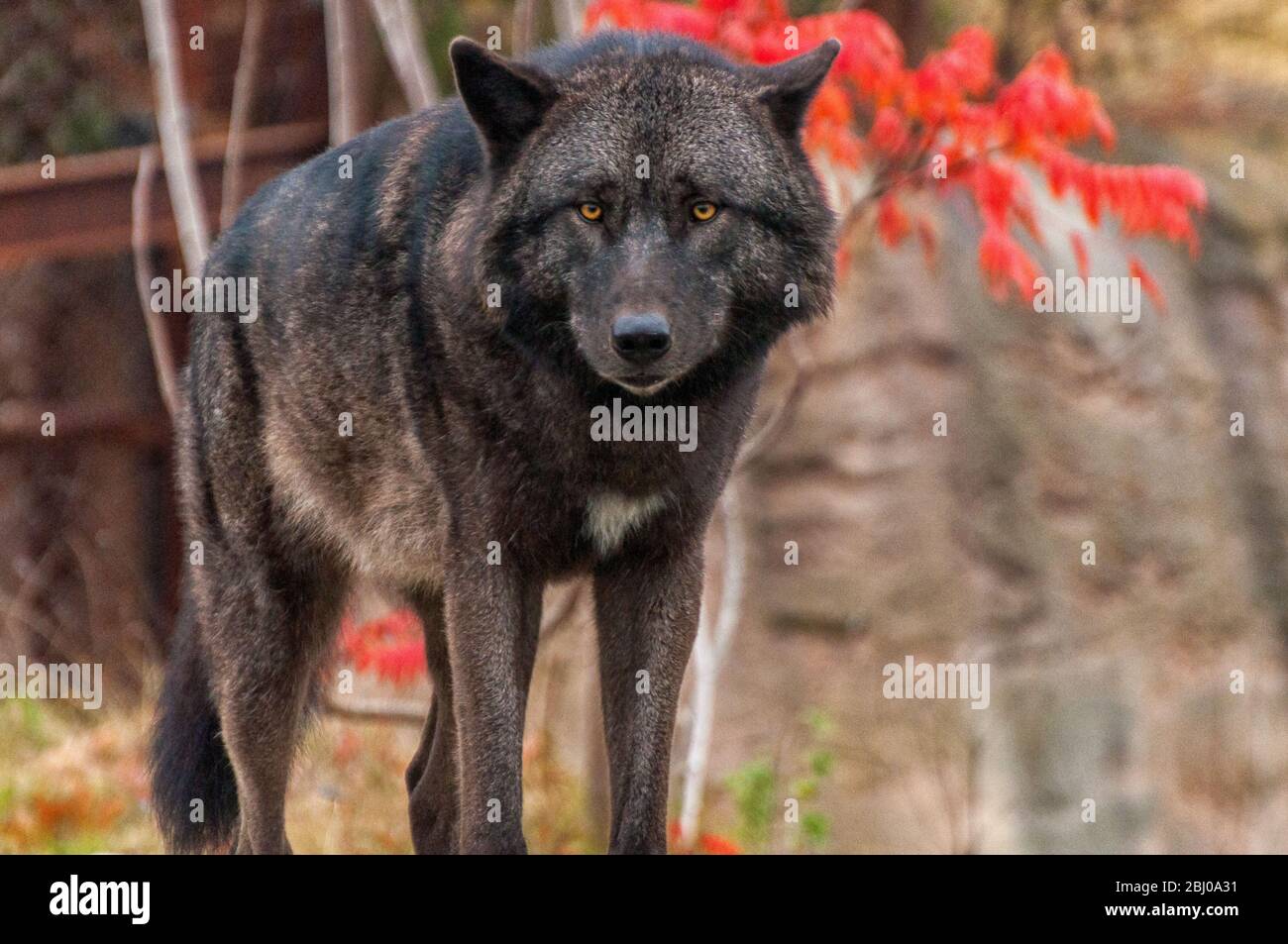 A timber wolf roams through the bushes Stock Photo - Alamy